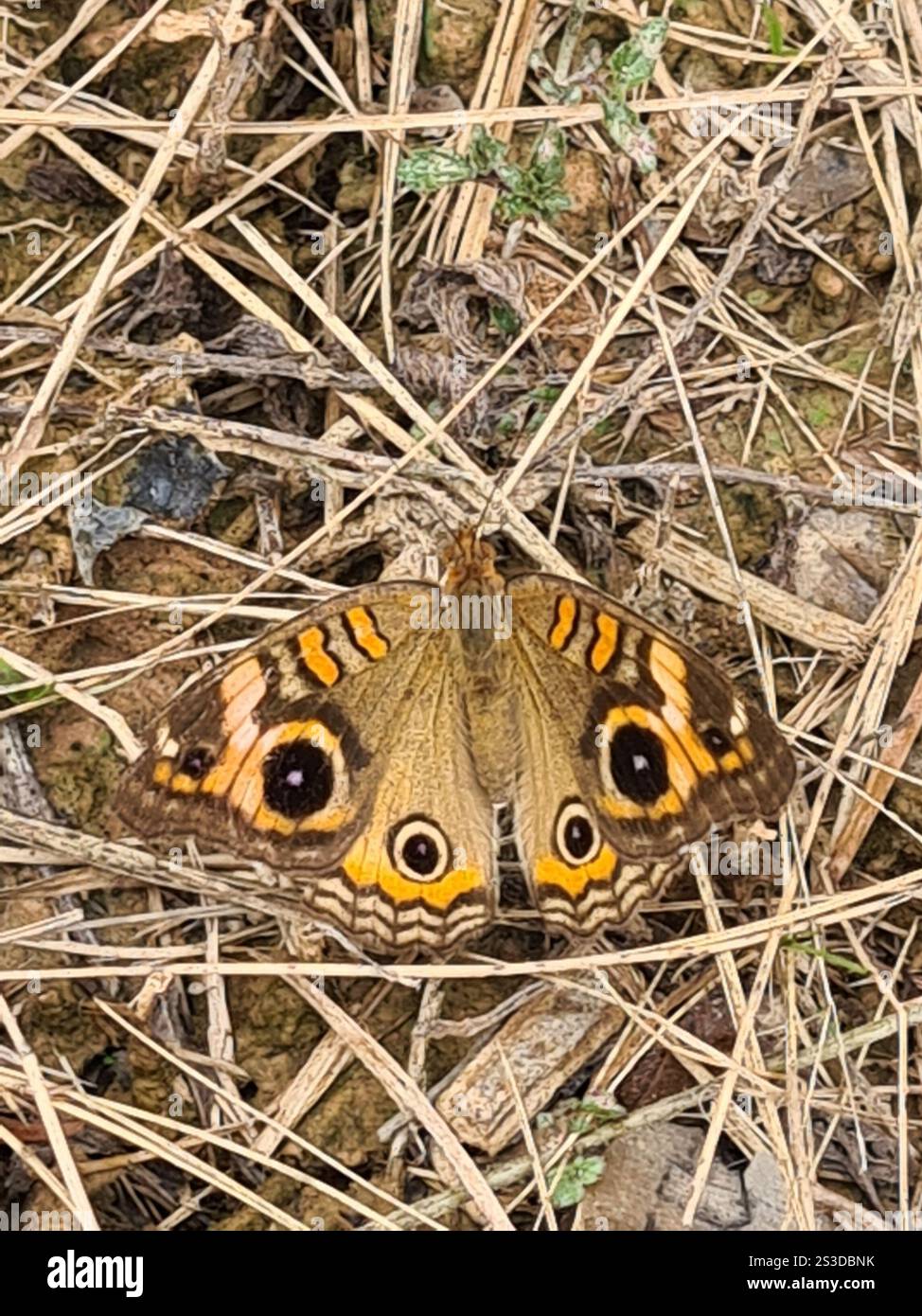 South American Tropical Buckeye (Junonia evarete Stock Photo - Alamy