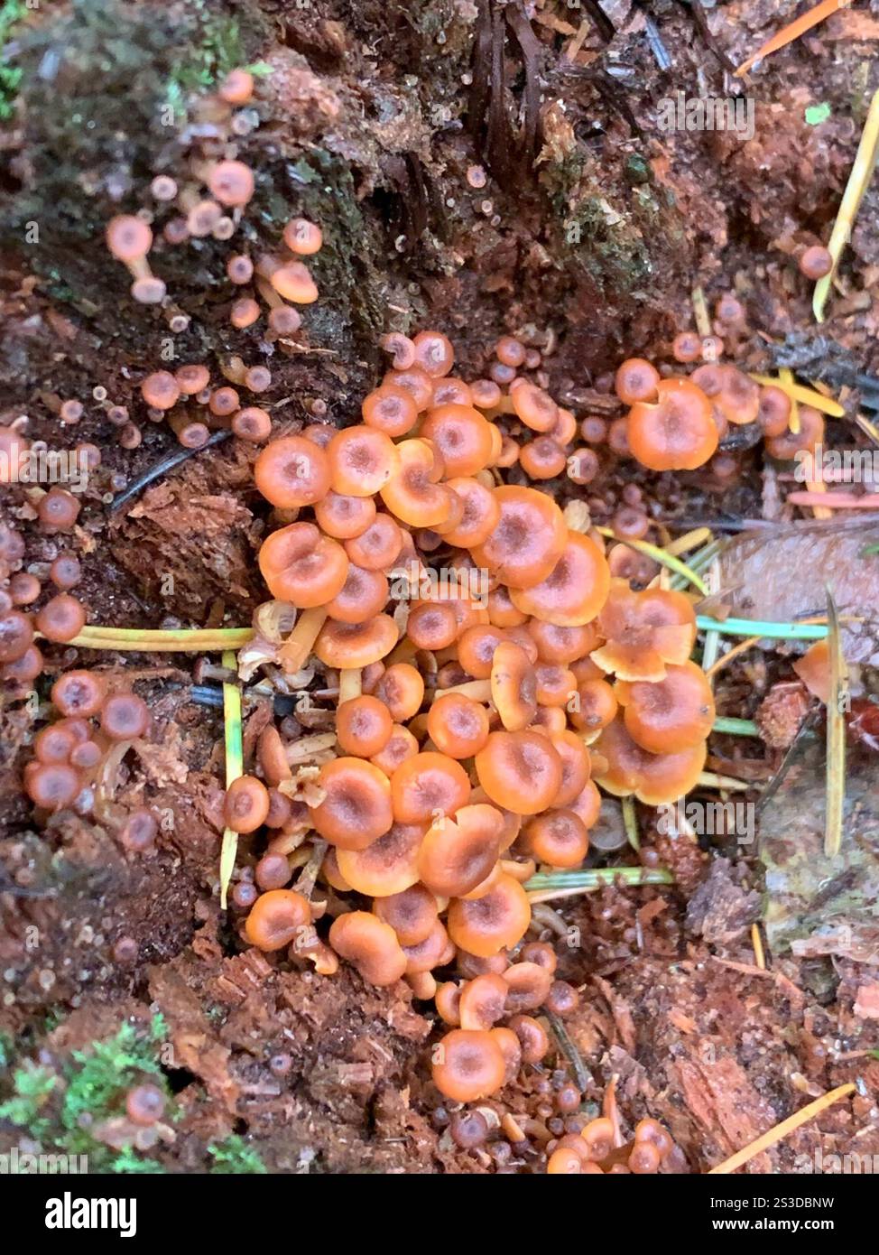 Pinewood Gingertail (Xeromphalina campanella Stock Photo - Alamy