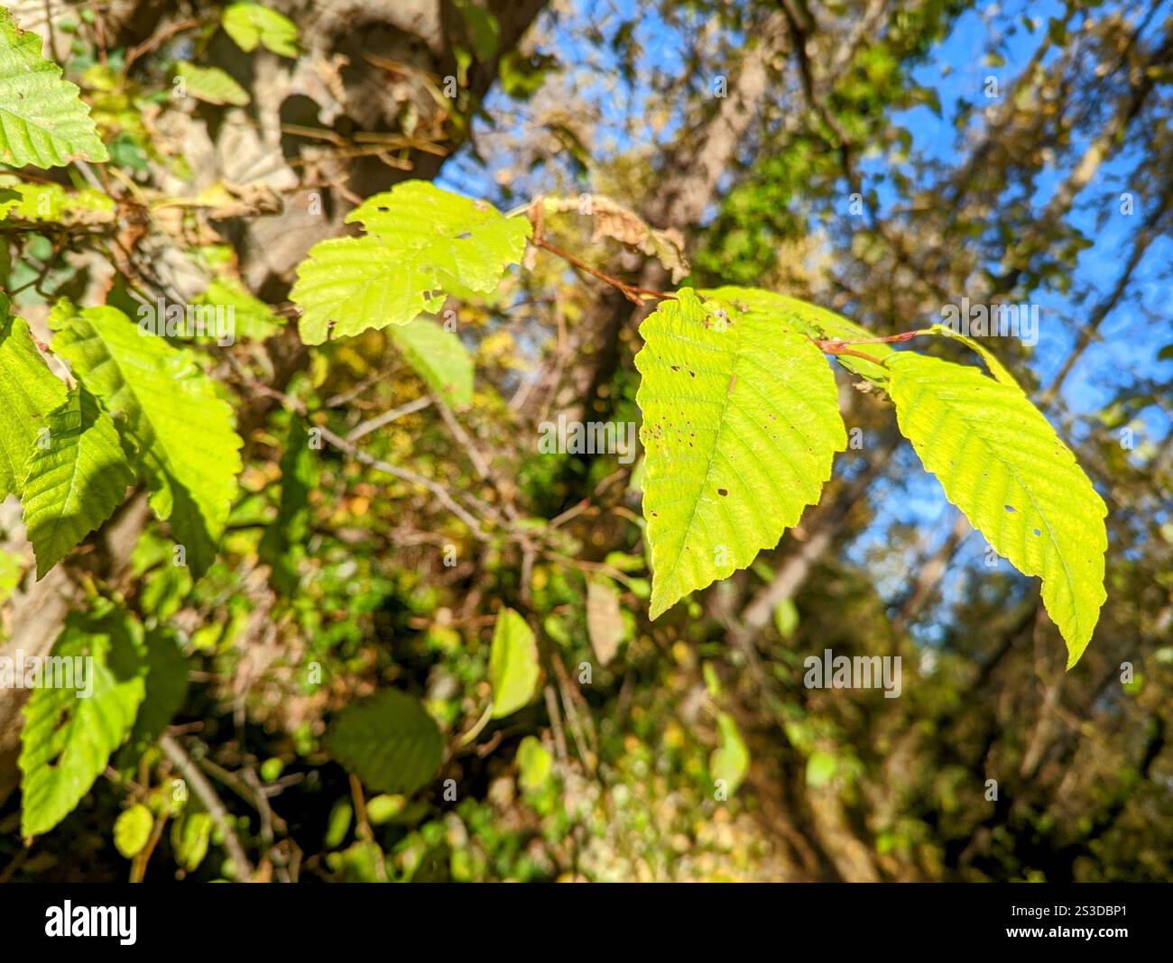 Red Alder (Alnus rubra Stock Photo - Alamy