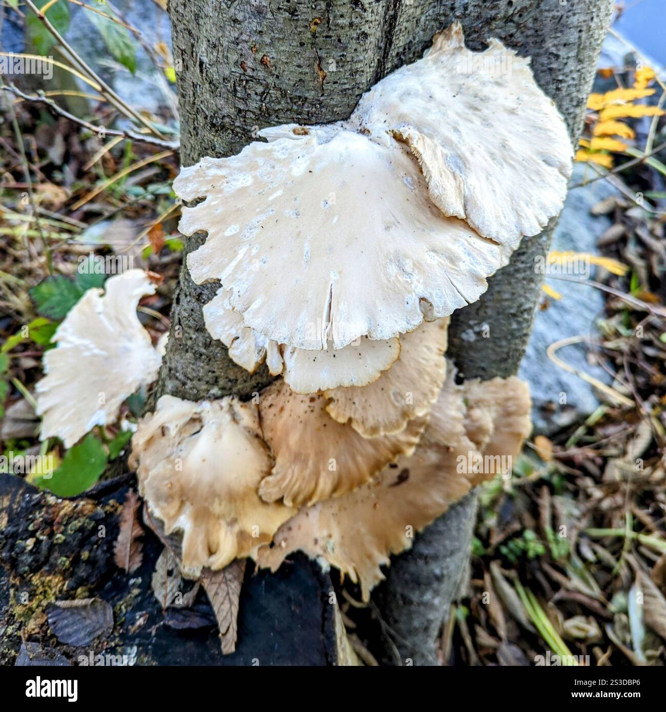 pale oyster (Pleurotus pulmonarius Stock Photo - Alamy