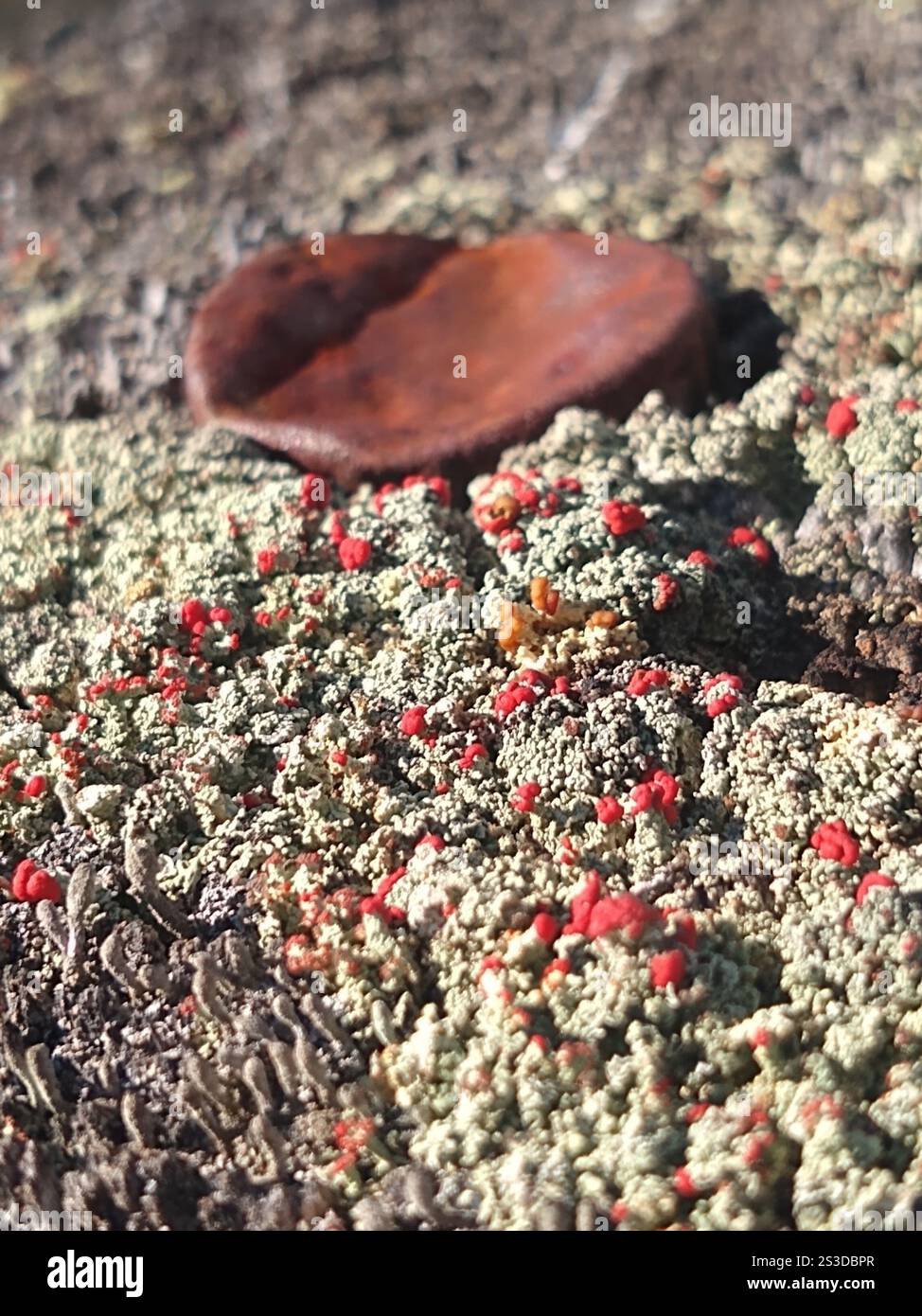 pixie cup and reindeer lichens (Cladonia Stock Photo - Alamy
