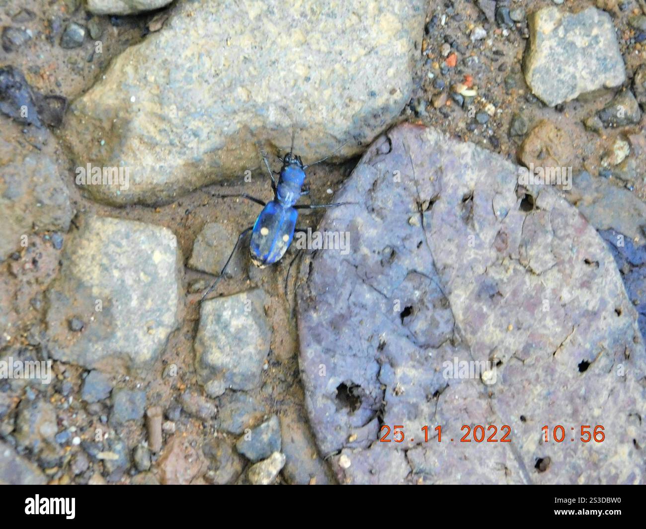 Central American Montane Tiger Beetle (Pseudoxycheila tarsalis Stock ...