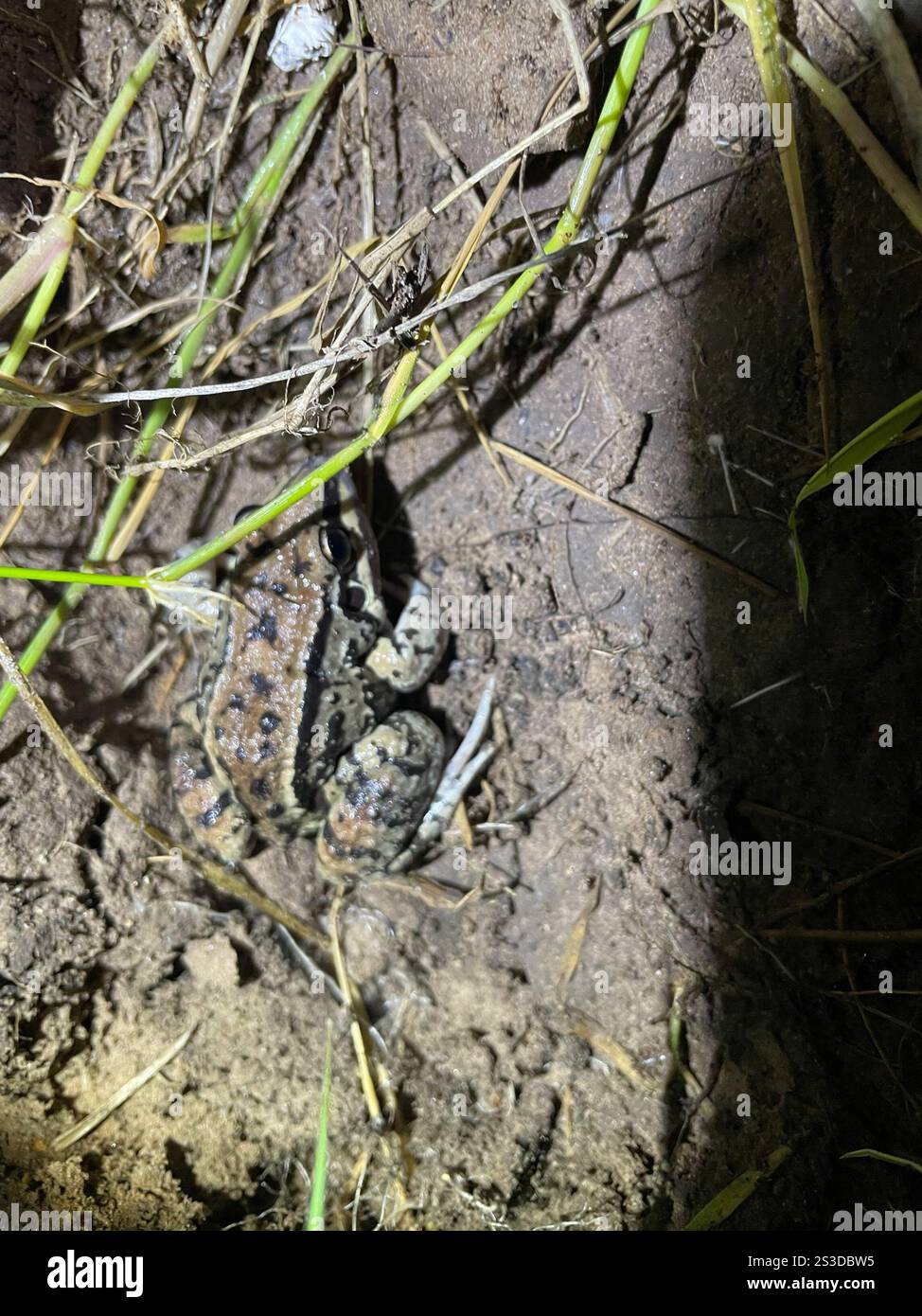 Mustached Frog (Leptodactylus mystacinus Stock Photo - Alamy