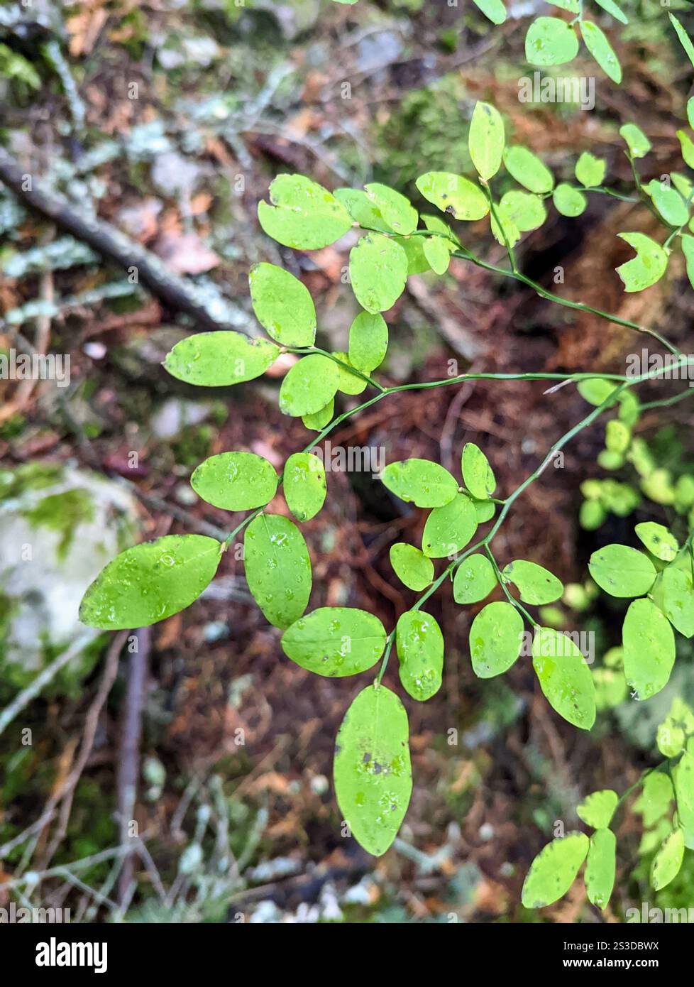 Red Huckleberry (Vaccinium parvifolium Stock Photo - Alamy