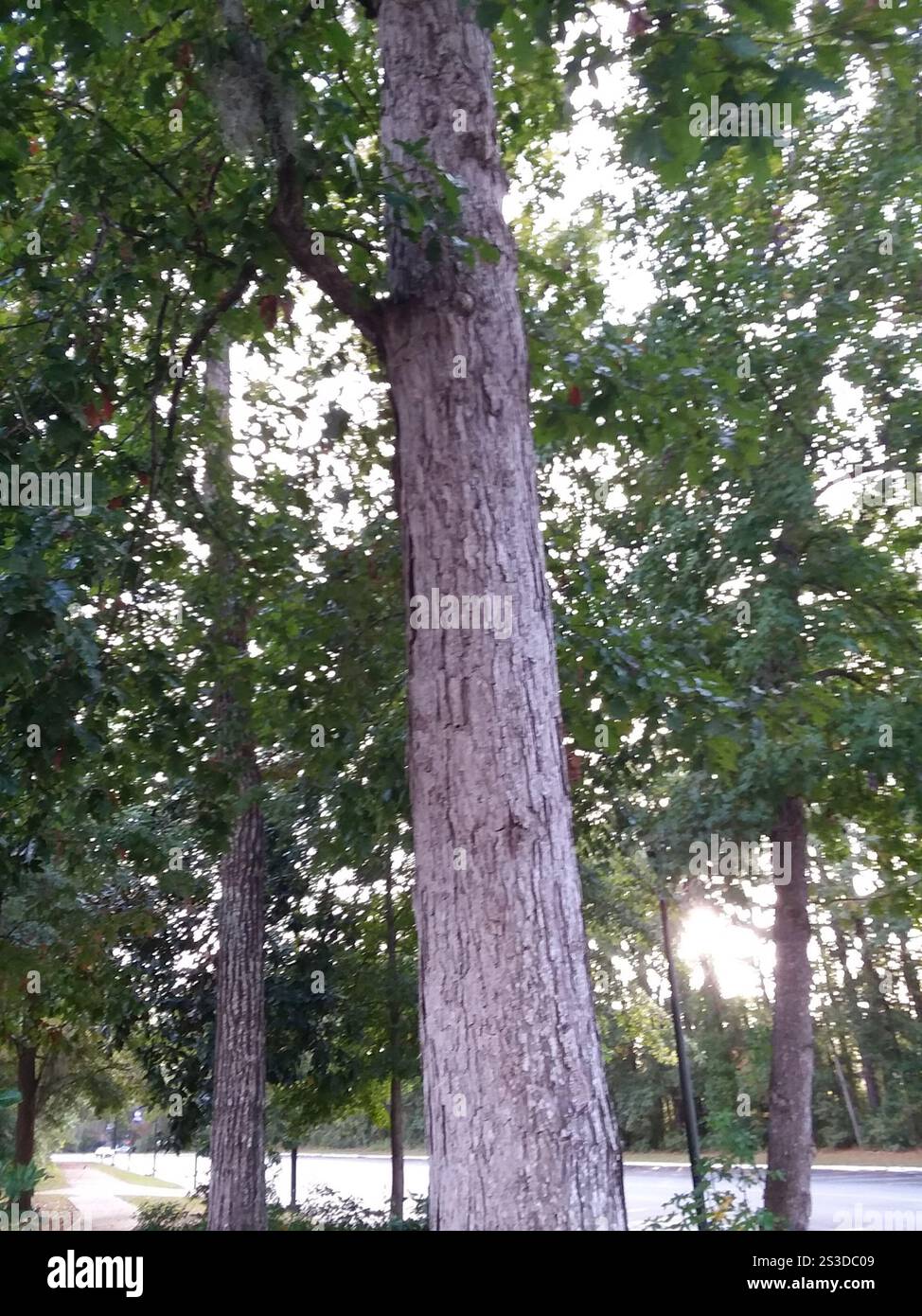 White Oak Quercus Alba Stock Photo Alamy