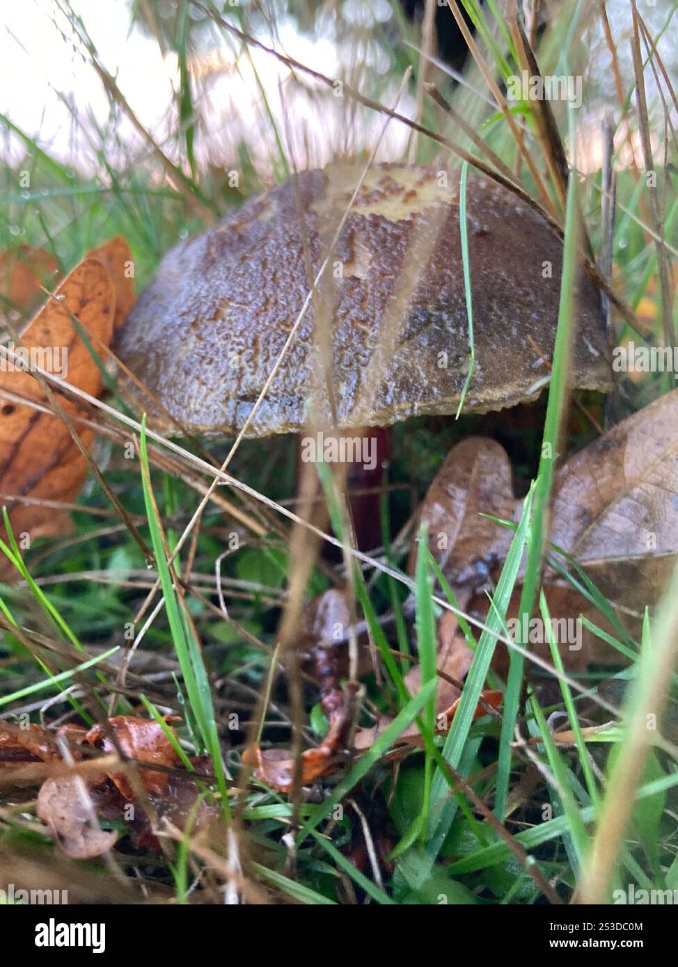 Red-cracking Bolete (Xerocomellus chrysenteron Stock Photo - Alamy