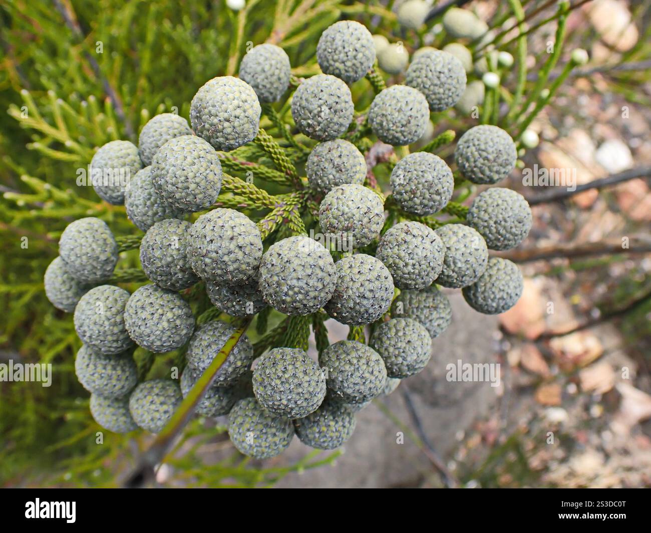 Cone Stompie (Brunia noduliflora Stock Photo - Alamy