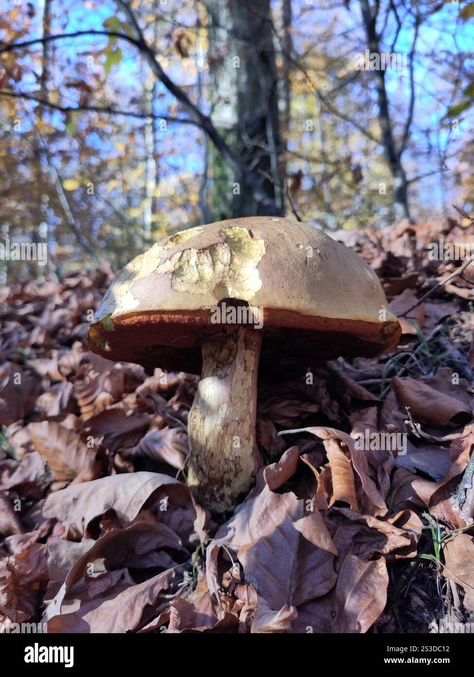 Dotted Stem Bolete (Neoboletus erythropus Stock Photo - Alamy