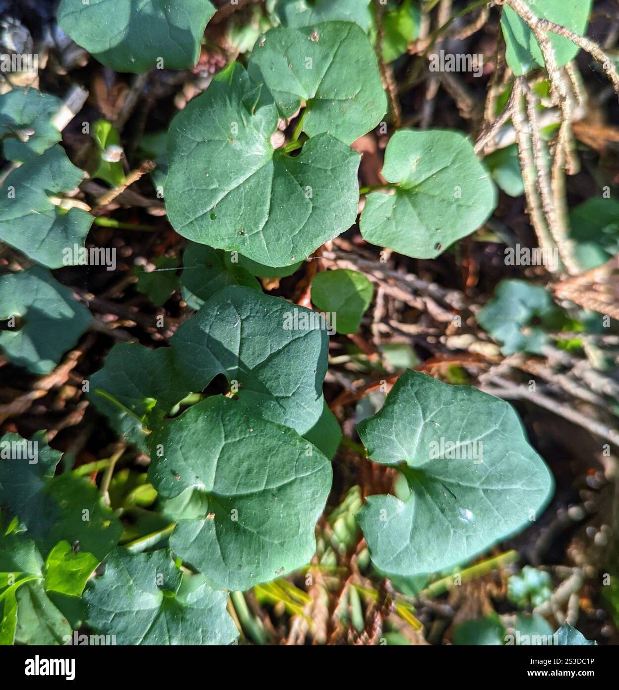 Wall Lettuce (Mycelis muralis Stock Photo - Alamy