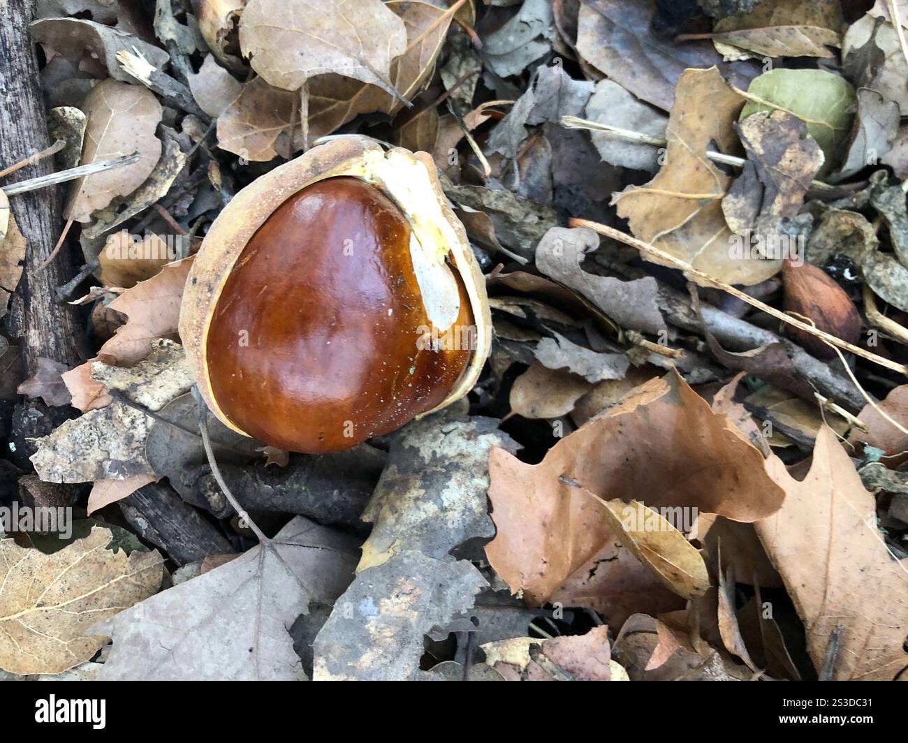 California buckeye (Aesculus californica Stock Photo - Alamy