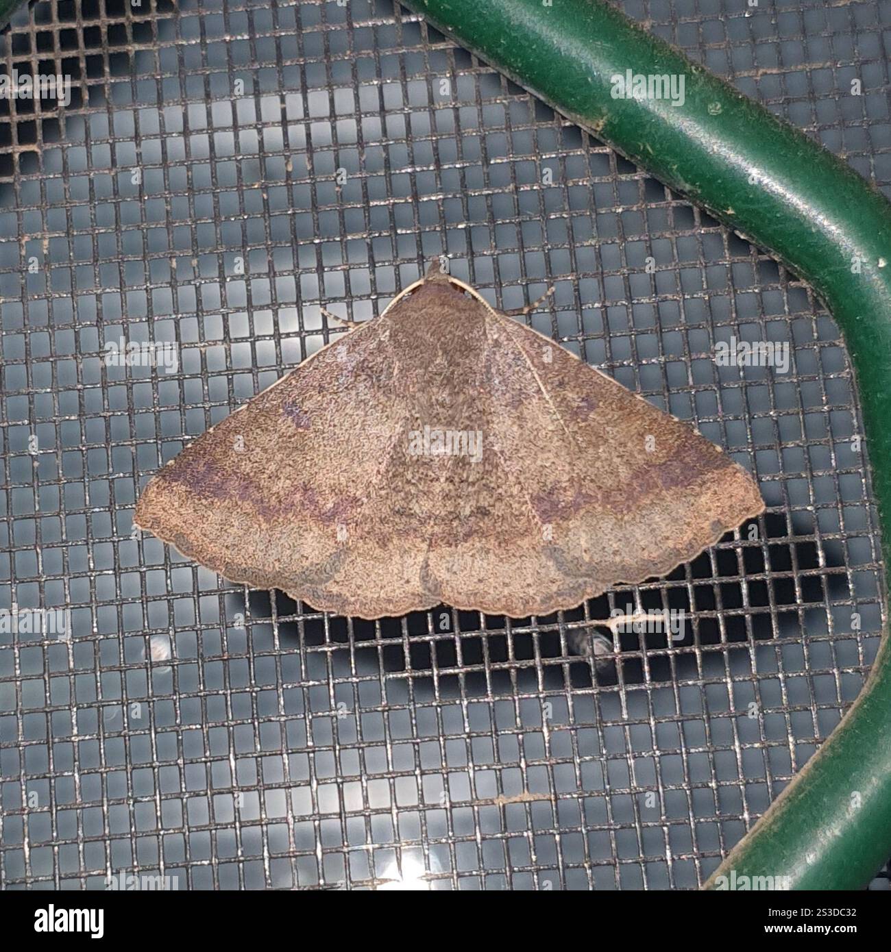 Underwing, Tiger, Tussock, and Allied Moths (Erebidae Stock Photo - Alamy