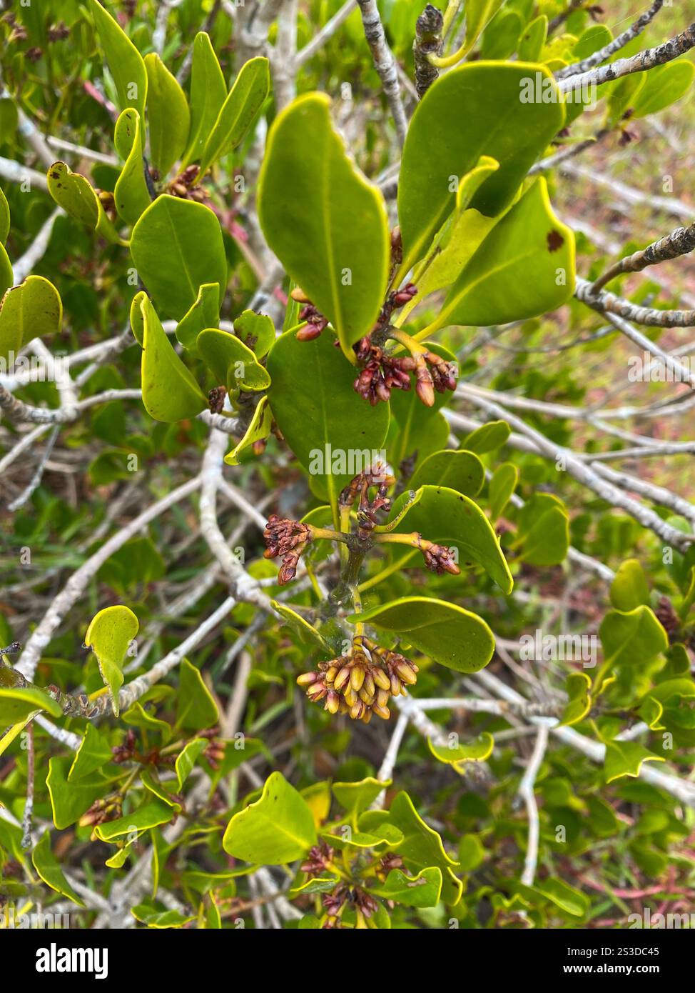 smooth-fruited yellow mangrove (Ceriops australis Stock Photo - Alamy