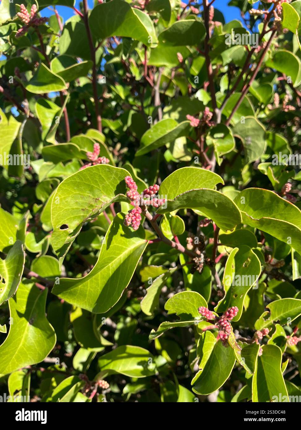 sugar bush (Rhus ovata Stock Photo - Alamy