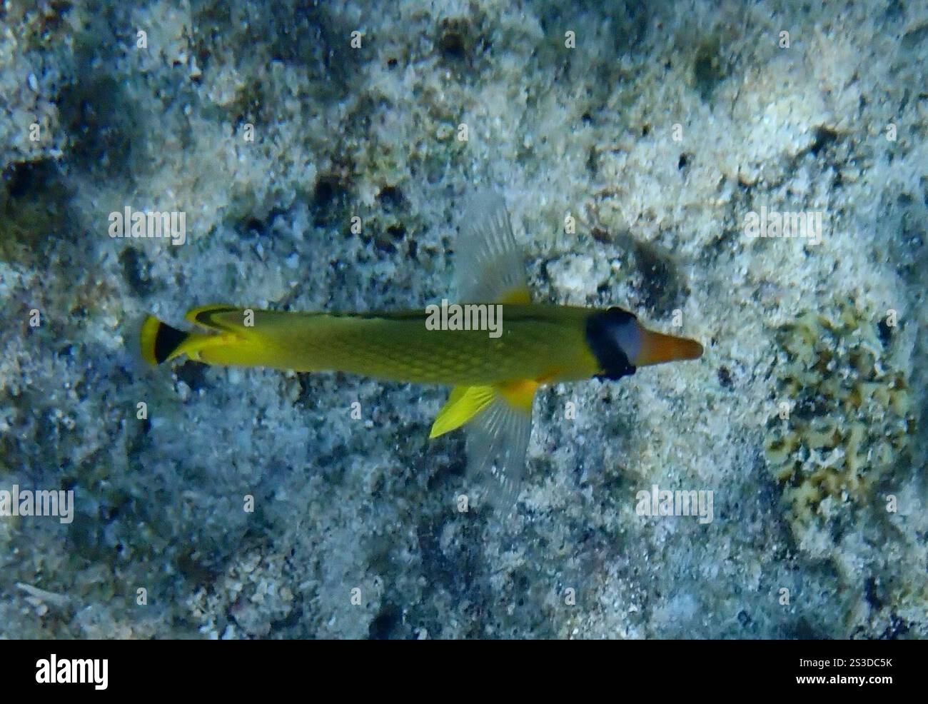 Lattice Butterflyfish (Chaetodon rafflesii Stock Photo - Alamy