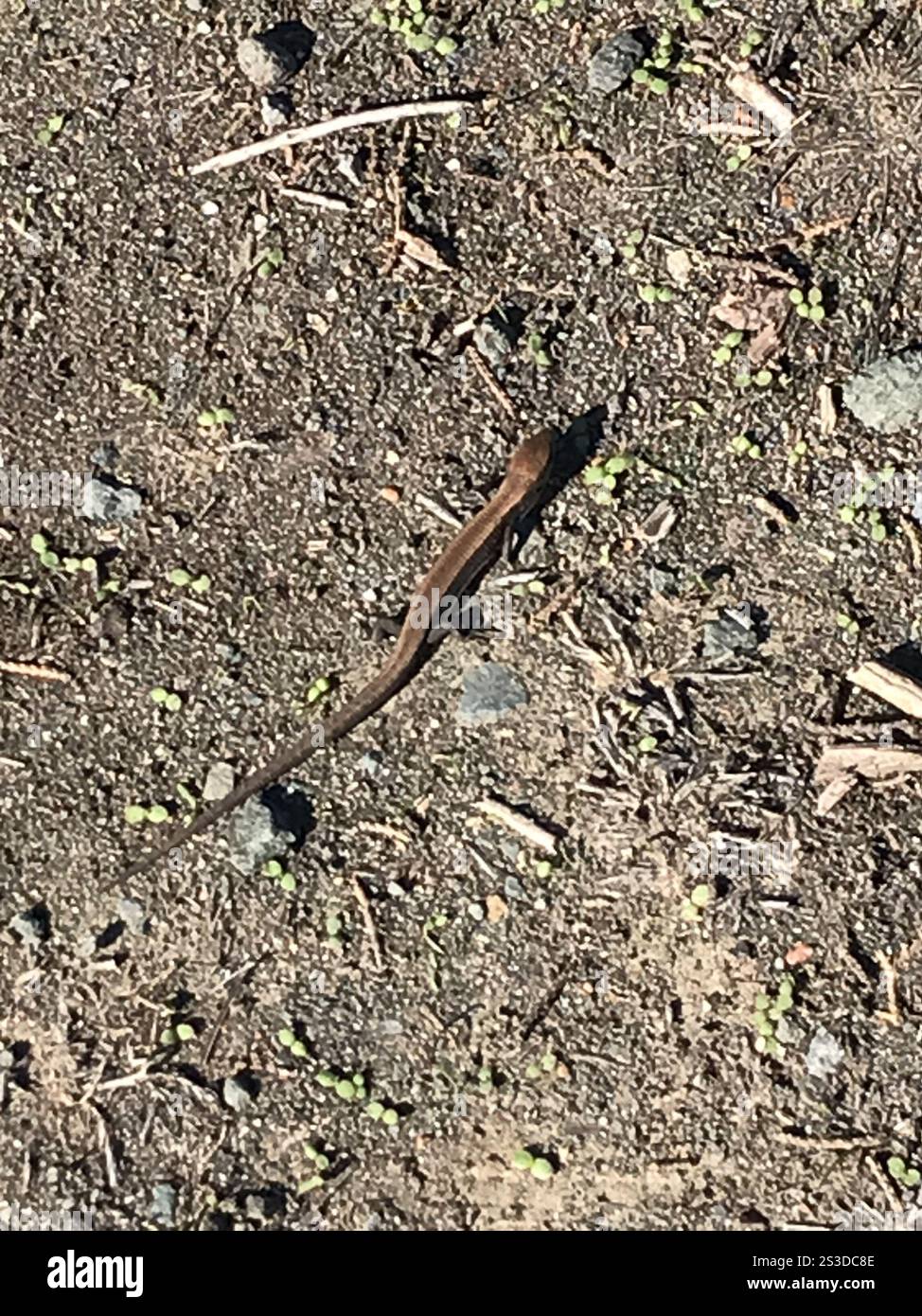 Western Alligator Lizards (Elgaria Stock Photo - Alamy
