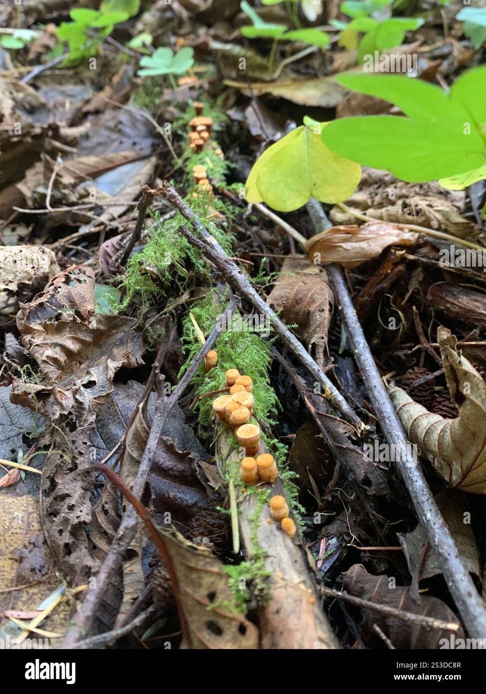bird's nest fungi (Nidulariaceae Stock Photo - Alamy