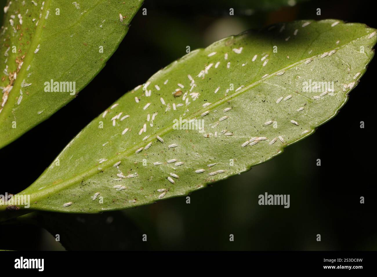 Euonymus Scale (Unaspis euonymi Stock Photo - Alamy