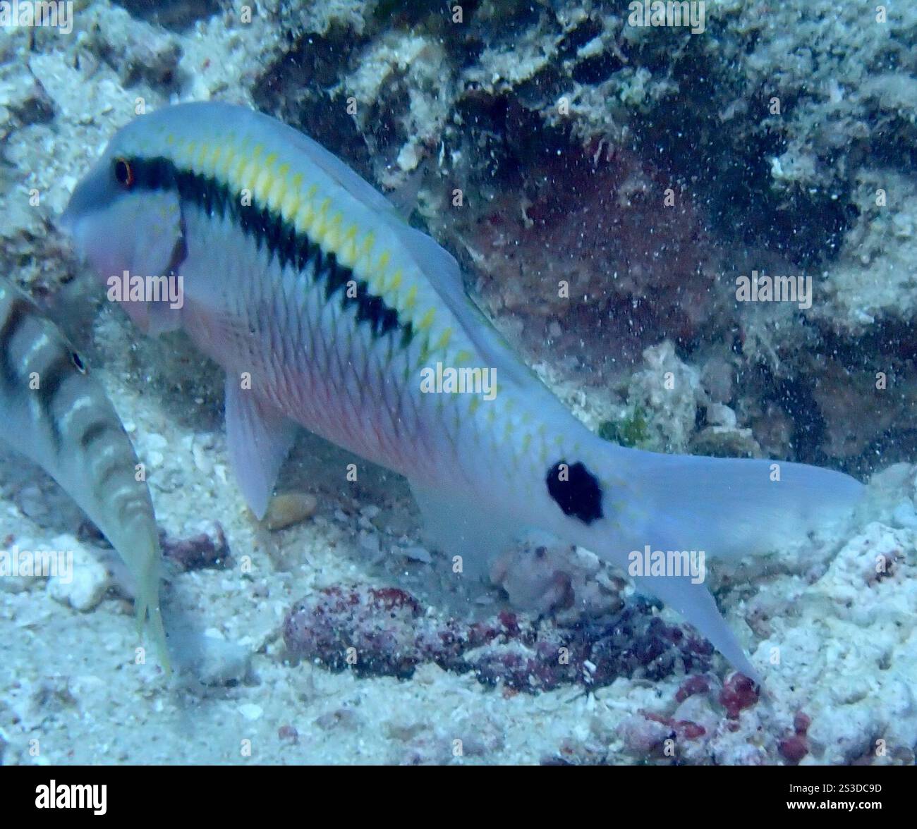 Dot-and-dash Goatfish (Parupeneus barberinus Stock Photo - Alamy