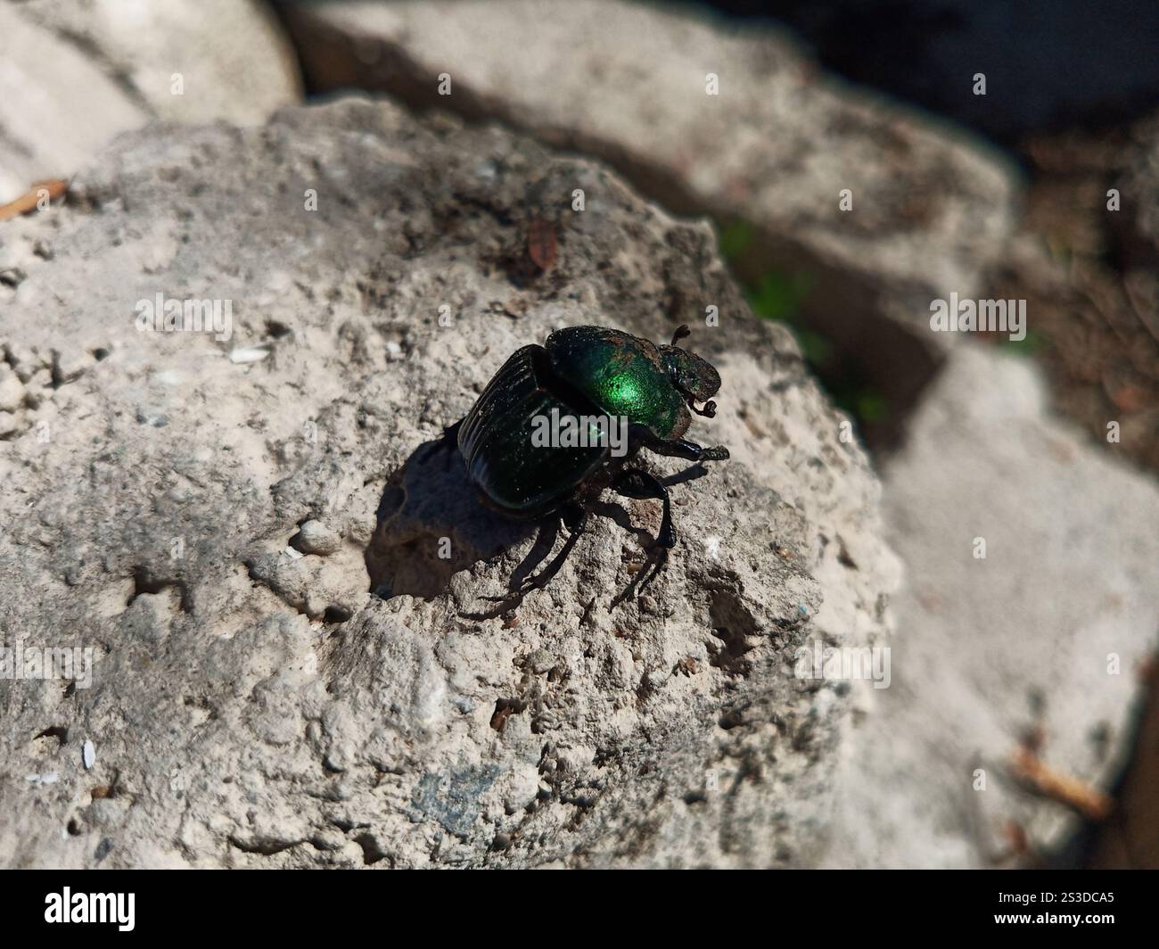 Burrowing Dung Beetles (Phanaeus Stock Photo - Alamy