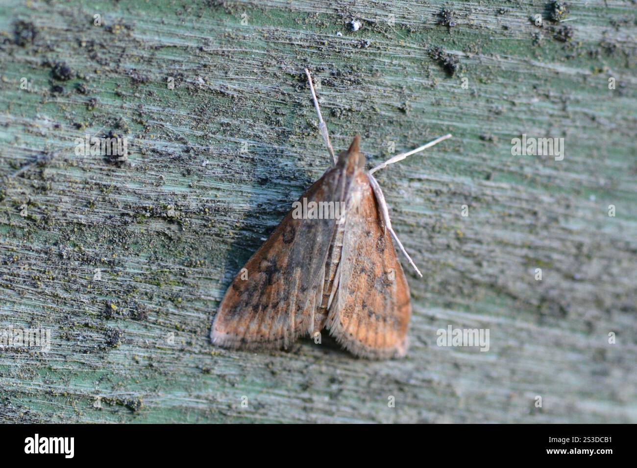 Rusty Dot Pearl (Udea ferrugalis Stock Photo - Alamy
