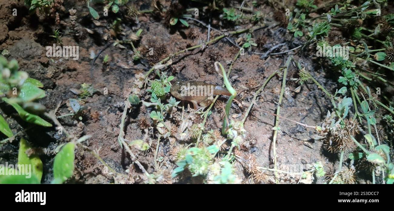 Painted Trilling Frog (Neobatrachus pictus Stock Photo - Alamy