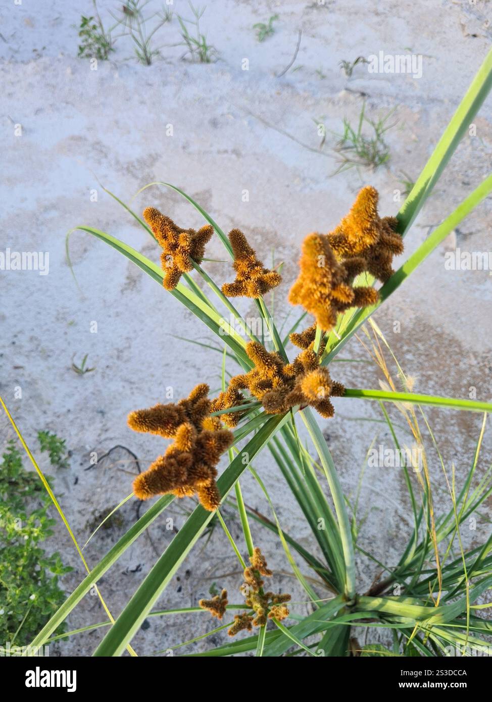 Swamp Flatsedge (Cyperus ligularis Stock Photo - Alamy