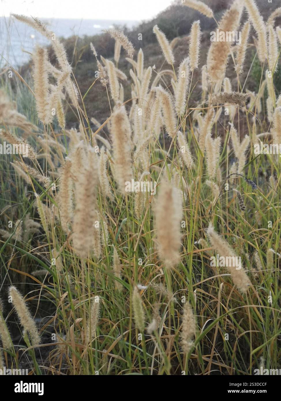 buffelgrass (Cenchrus ciliaris Stock Photo - Alamy