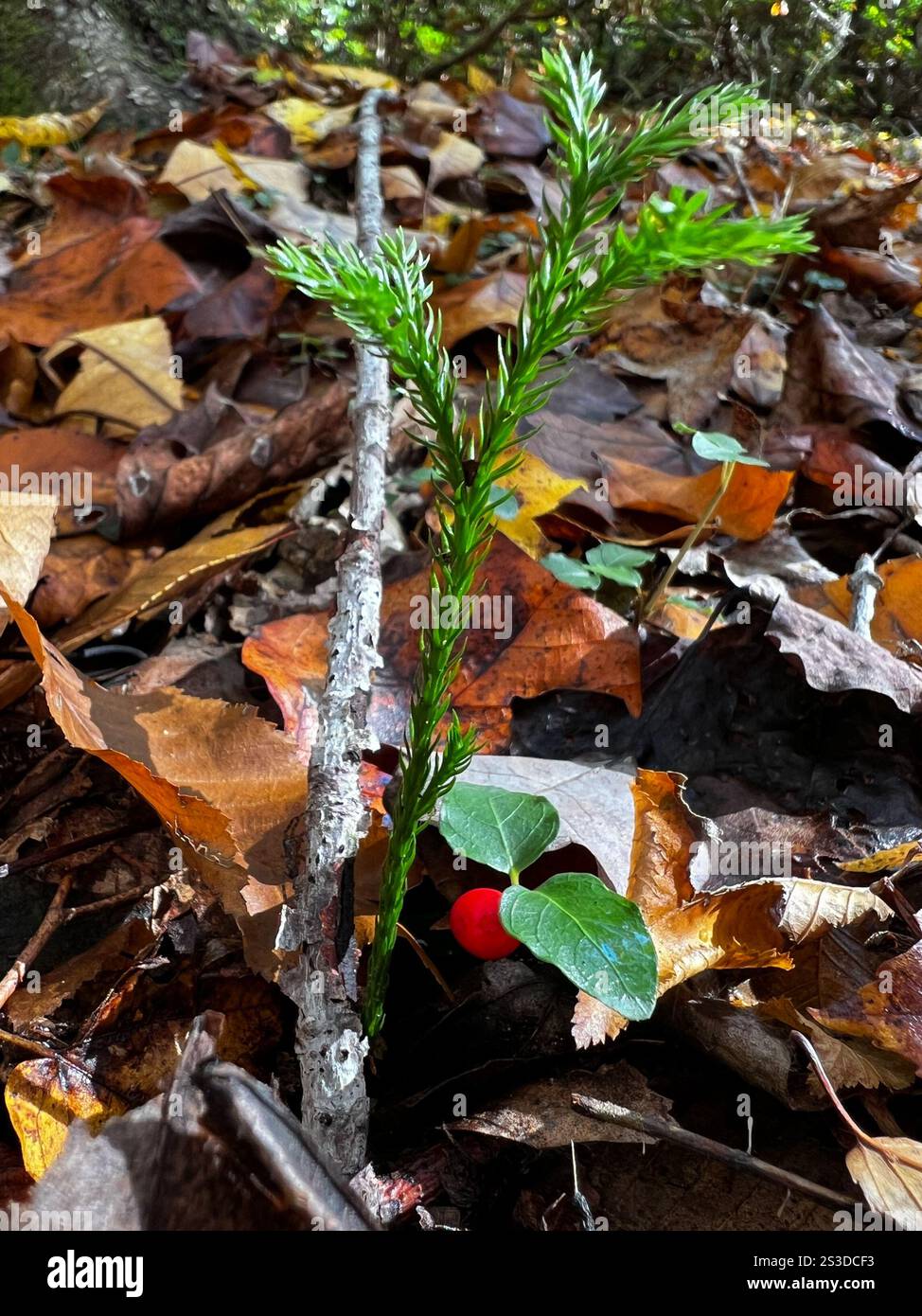 flat-branched tree-clubmoss (Dendrolycopodium obscurum Stock Photo - Alamy