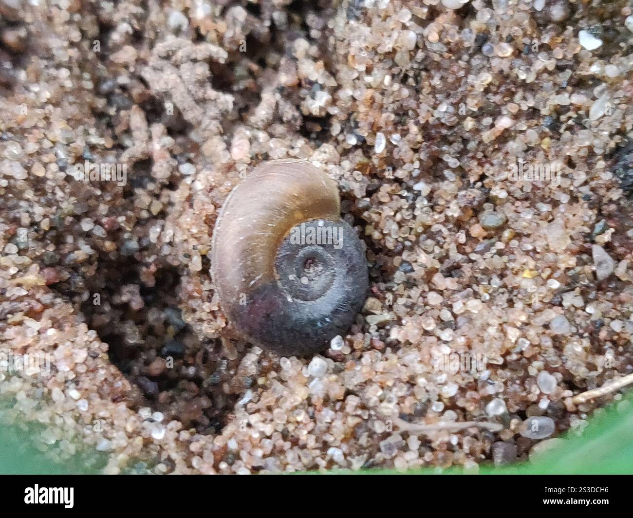 Great Ram's-horn (Planorbarius corneus Stock Photo - Alamy