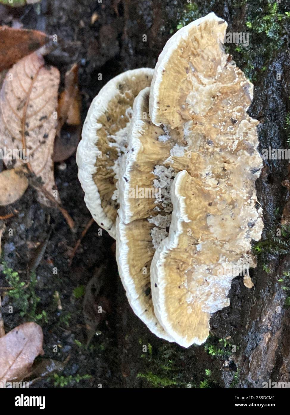 Oak mazegill (Fomitopsis quercina Stock Photo - Alamy