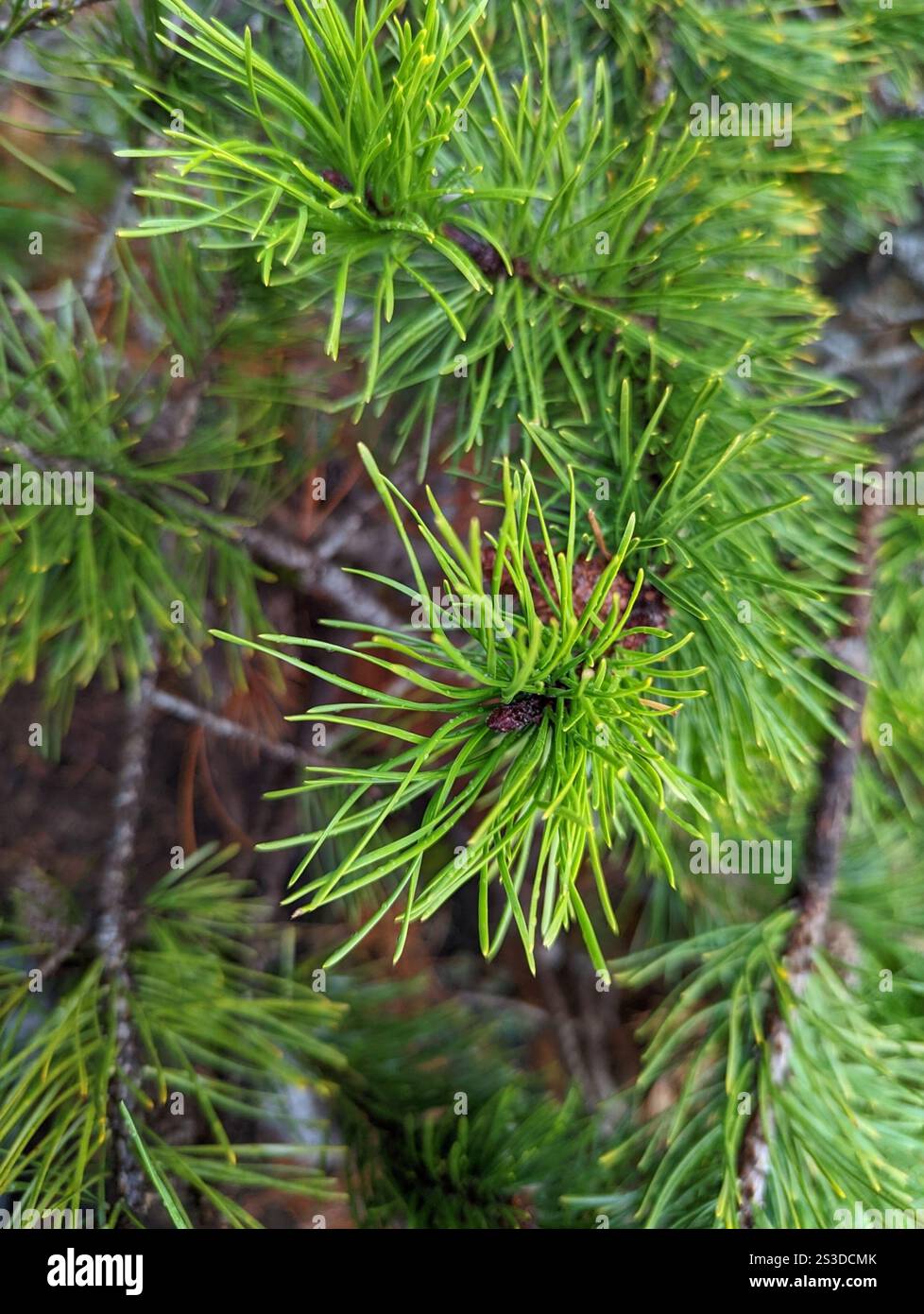 Shore Pine (Pinus contorta contorta Stock Photo - Alamy