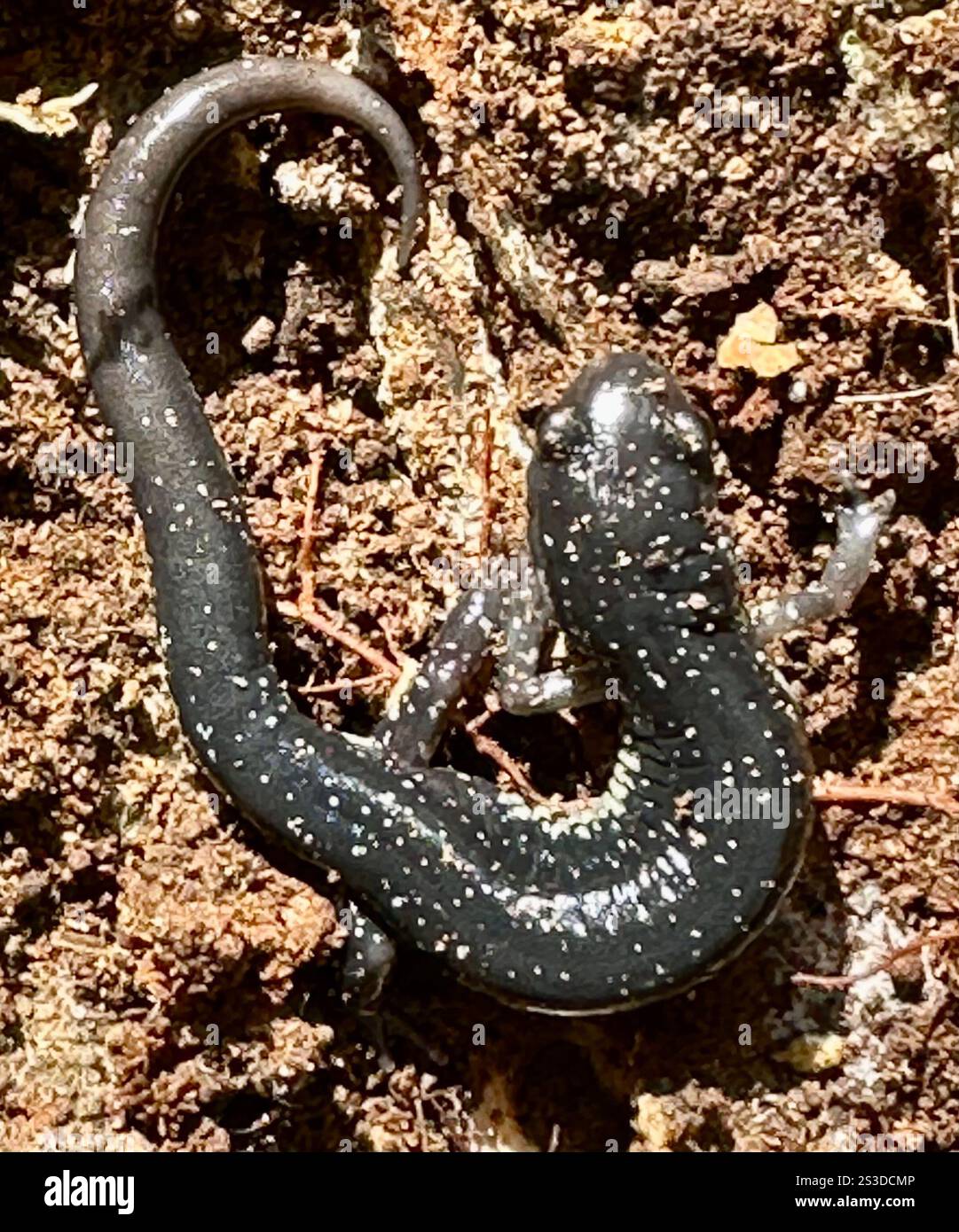 Atlantic Coast Slimy Salamander (Plethodon chlorobryonis Stock Photo ...