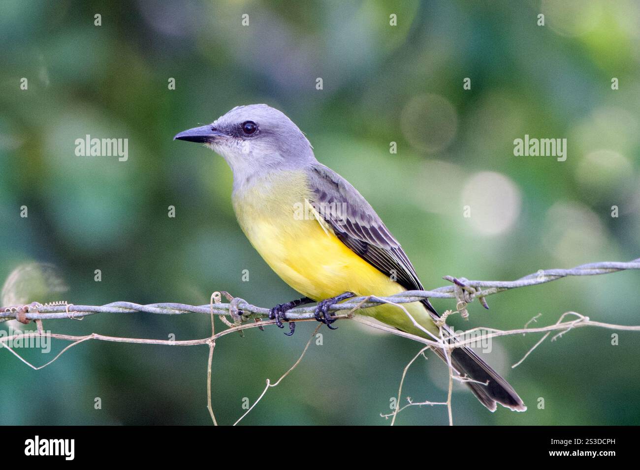Tropical Kingbird (Tyrannus melancholicus Stock Photo - Alamy