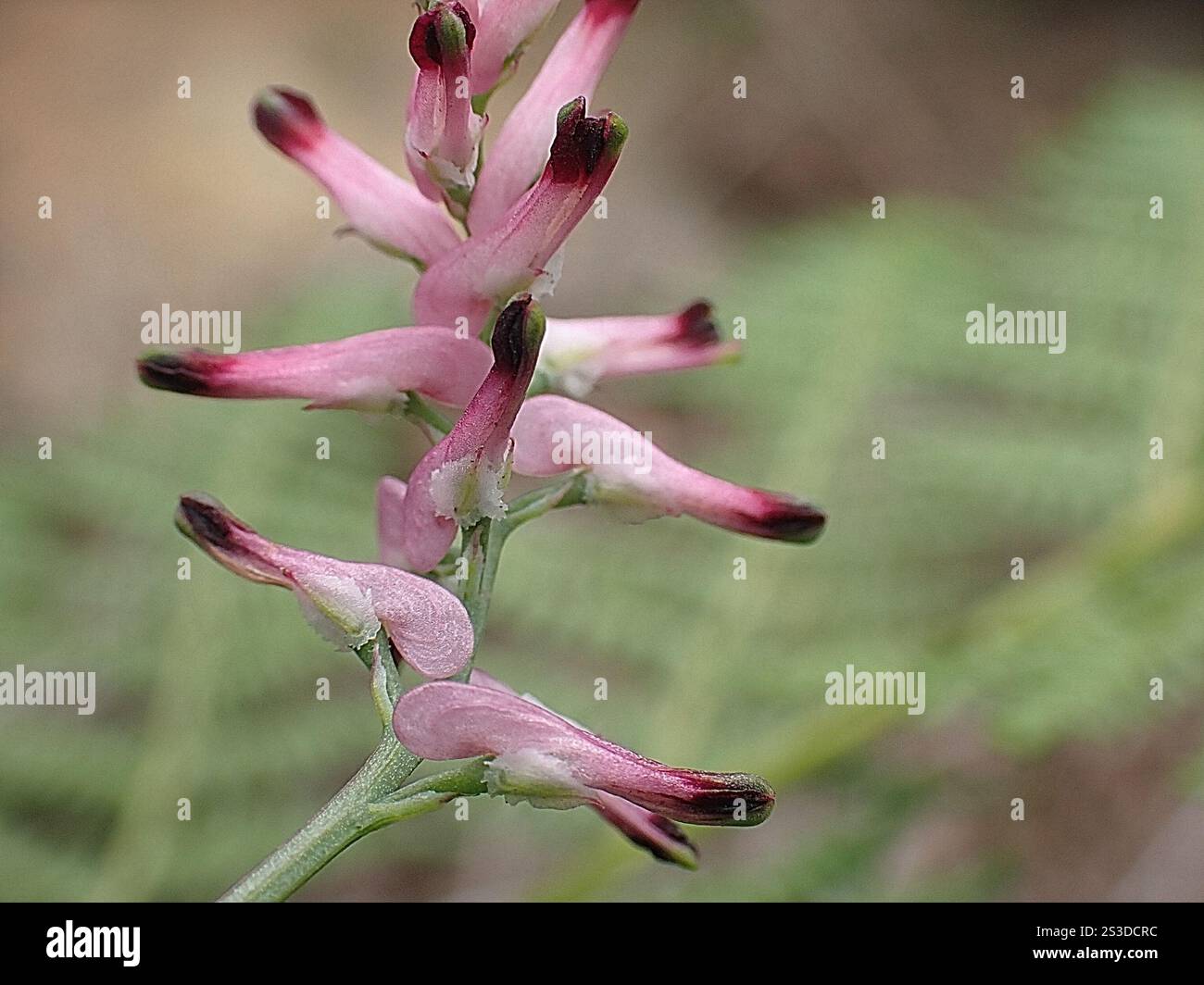 common ramping-fumitory (Fumaria muralis Stock Photo - Alamy