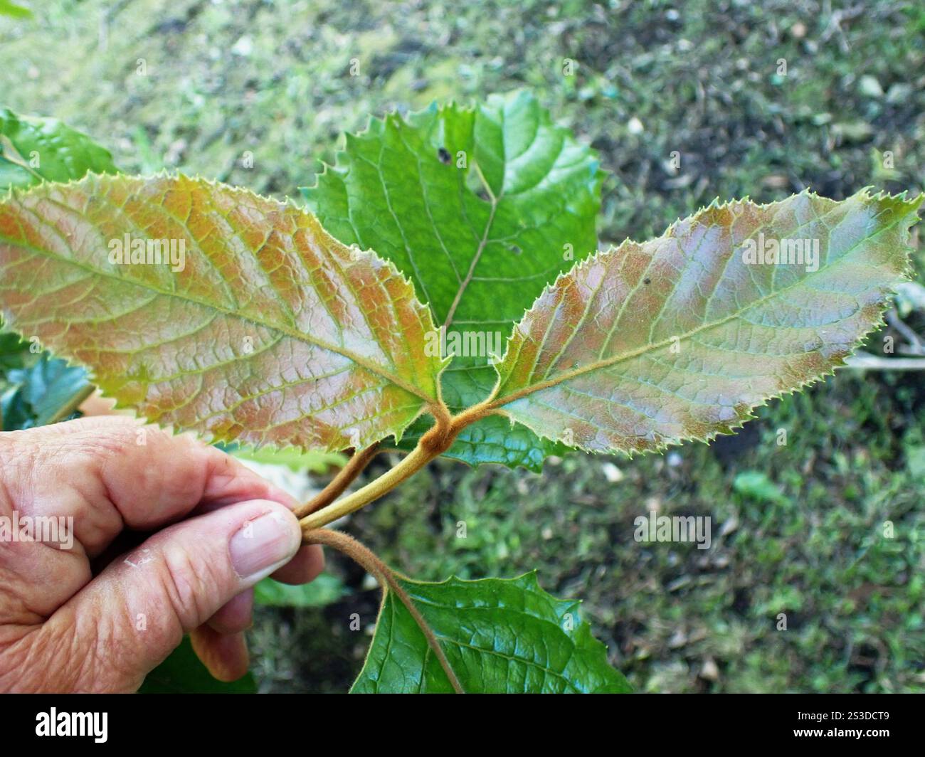 Assegai tree (Curtisia dentata Stock Photo - Alamy