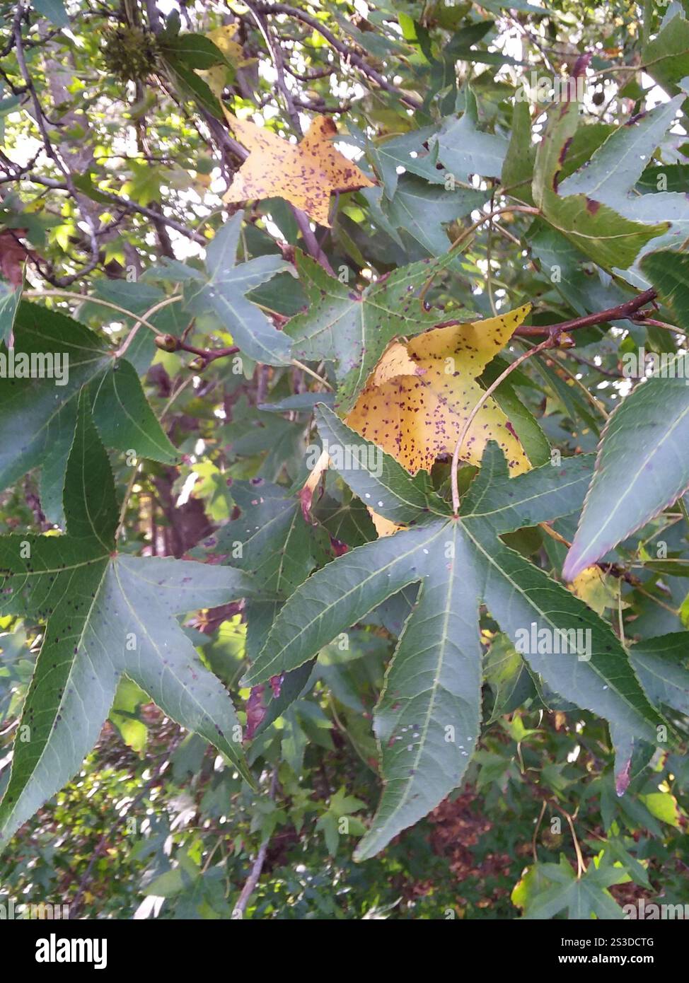 American sweetgum (Liquidambar styraciflua Stock Photo - Alamy