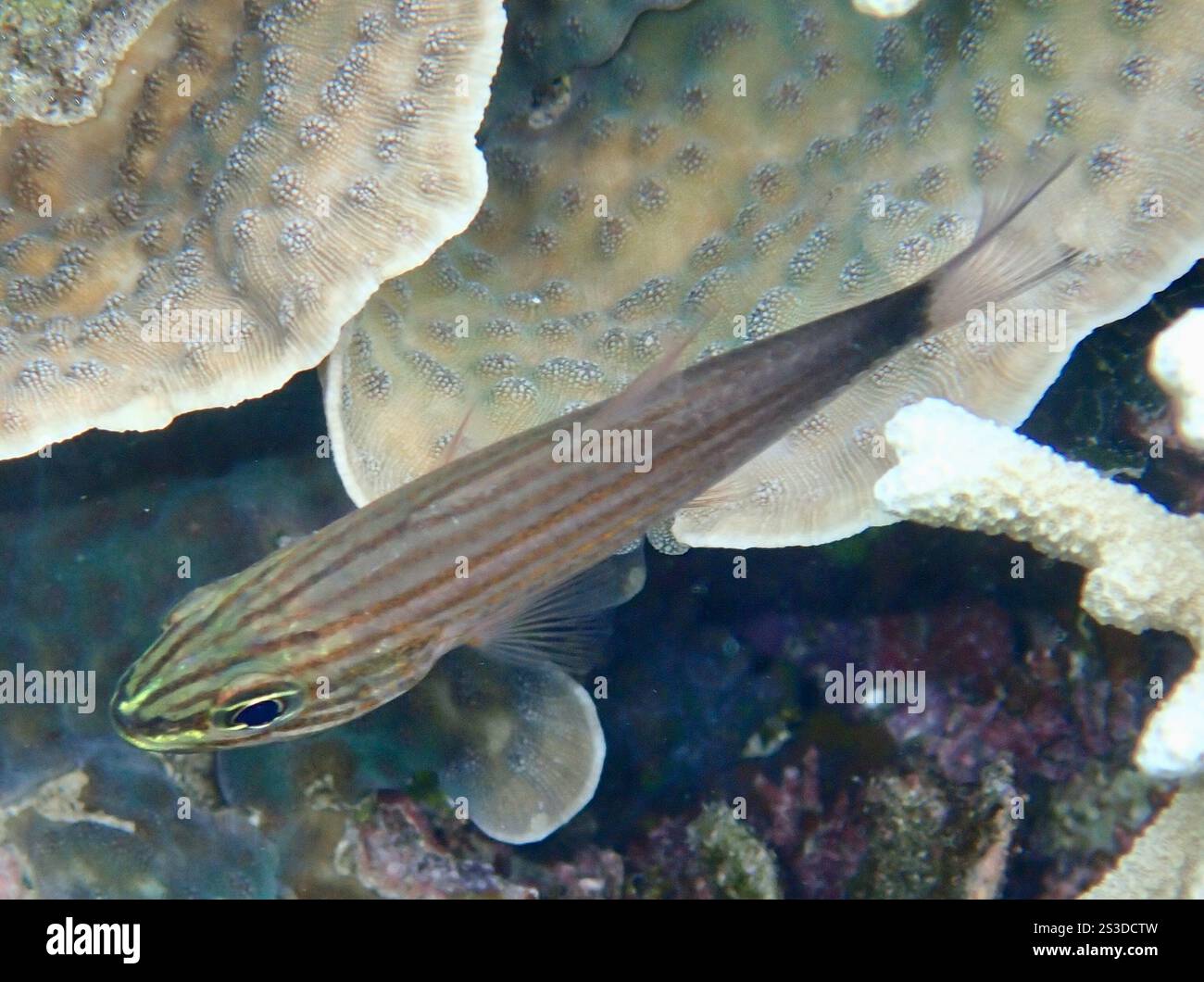 Wolf Cardinalfish (Cheilodipterus artus Stock Photo - Alamy