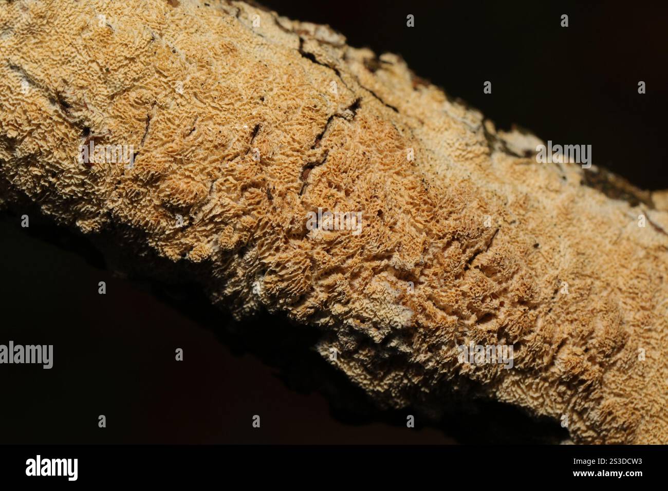 Netted Crust (Byssomerulius corium Stock Photo - Alamy