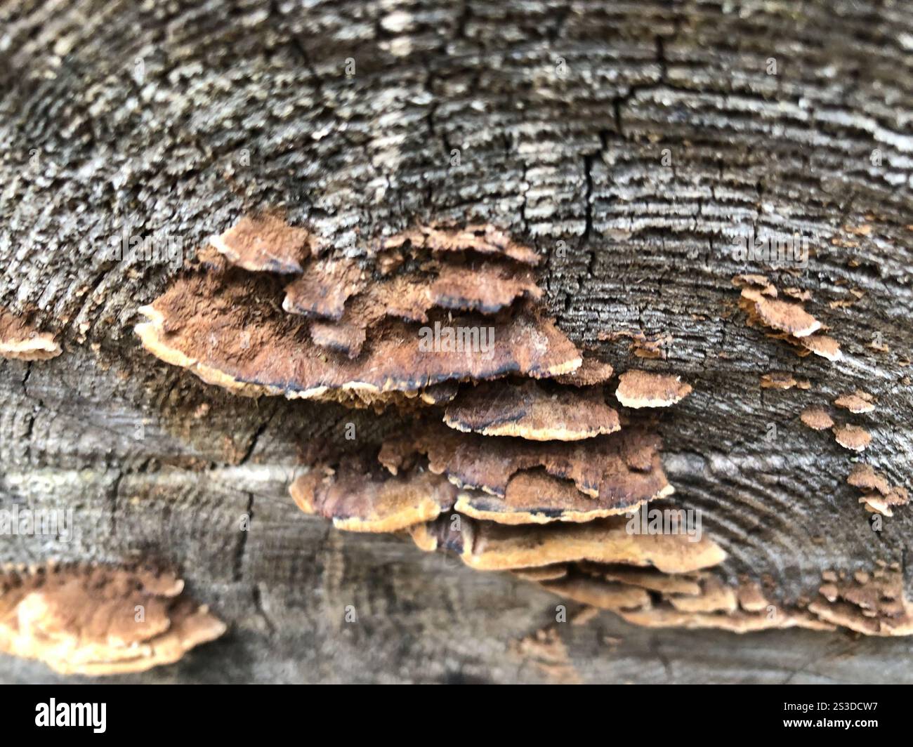 Oak mazegill (Fomitopsis quercina Stock Photo - Alamy