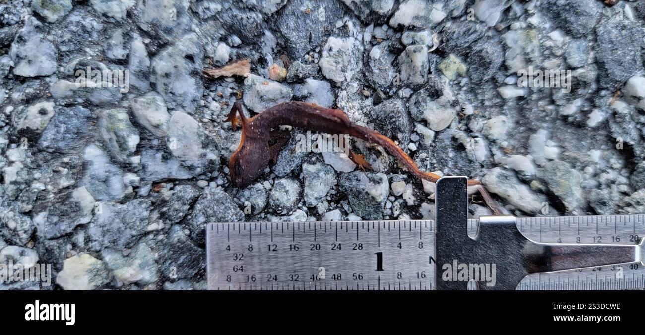 Pacific Newts (Taricha Stock Photo - Alamy