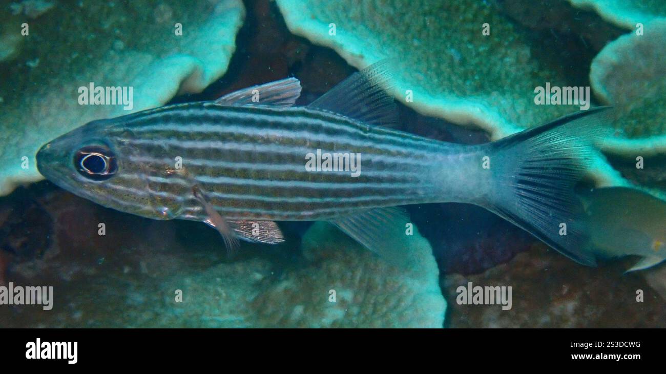 Tiger Cardinalfish (Cheilodipterus macrodon Stock Photo - Alamy