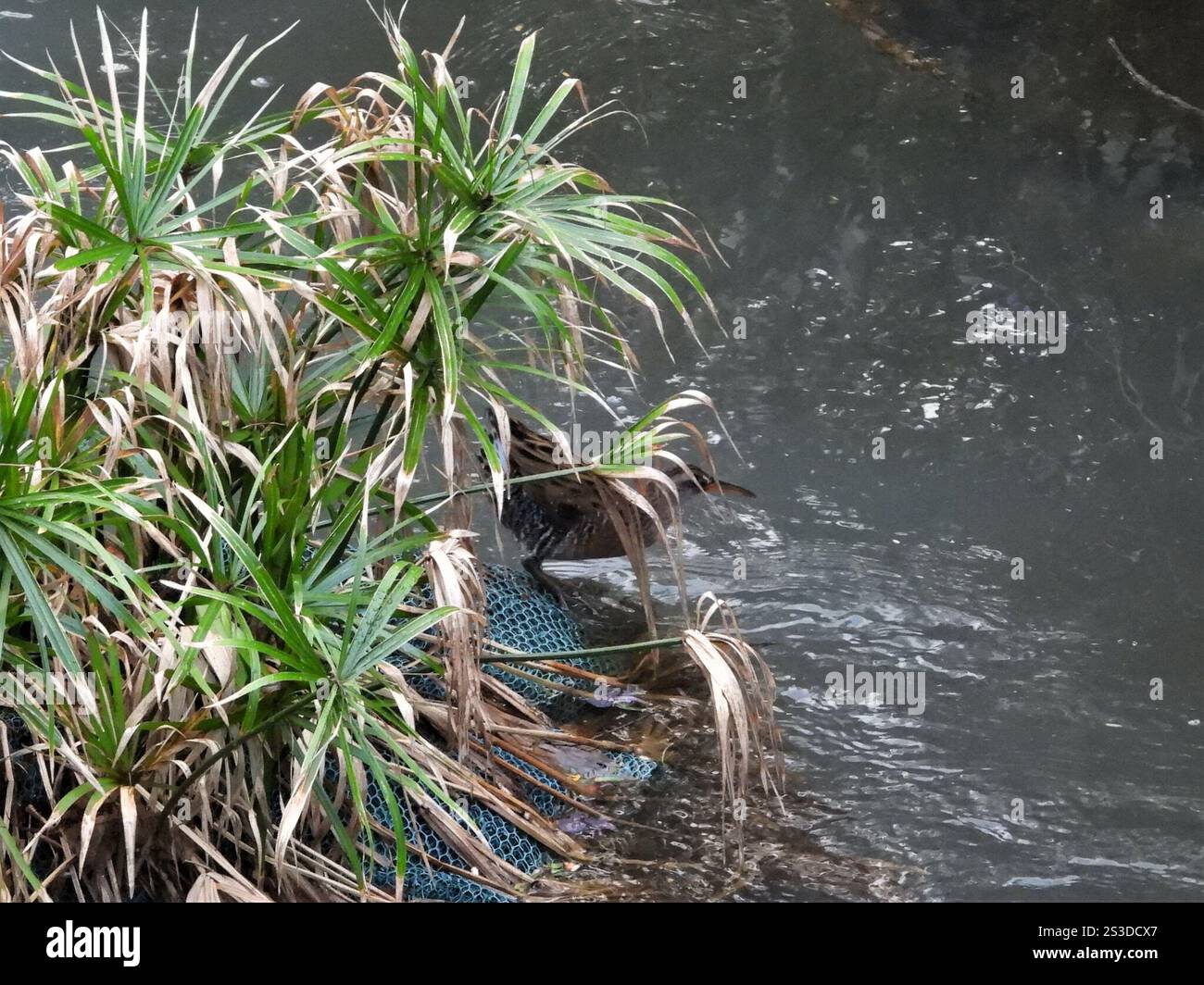 Brown-cheeked Rail (Rallus indicus Stock Photo - Alamy