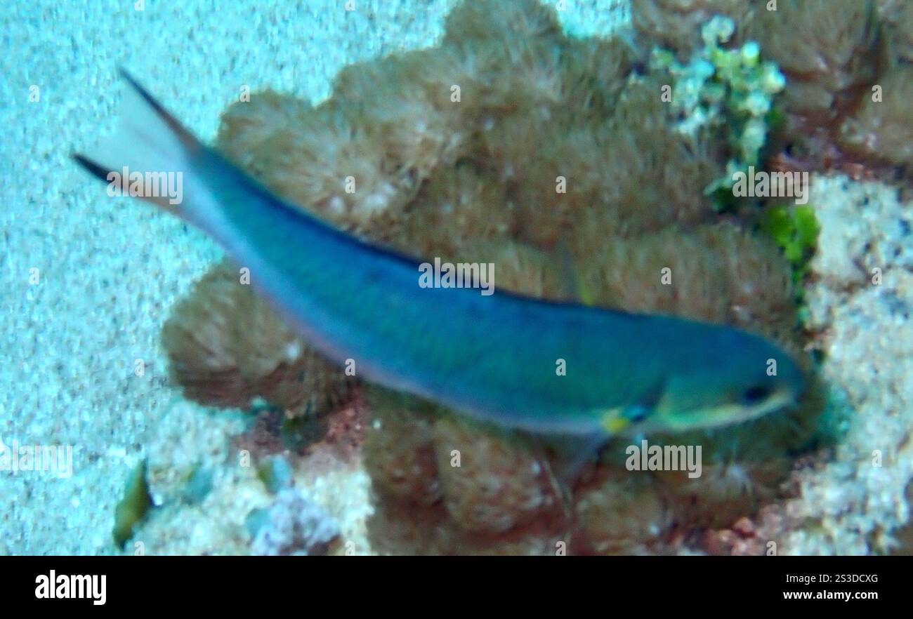 Blue-headed Wrasse (Thalassoma amblycephalum Stock Photo - Alamy