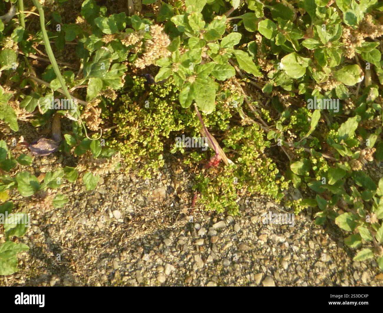 fourleaf manyseed (Polycarpon tetraphyllum Stock Photo - Alamy