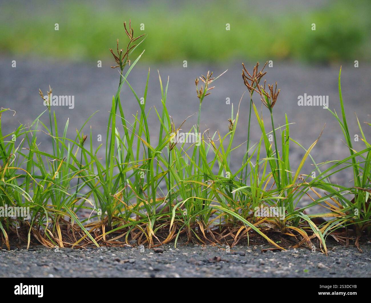 Purple nutsedge (Cyperus rotundus Stock Photo - Alamy