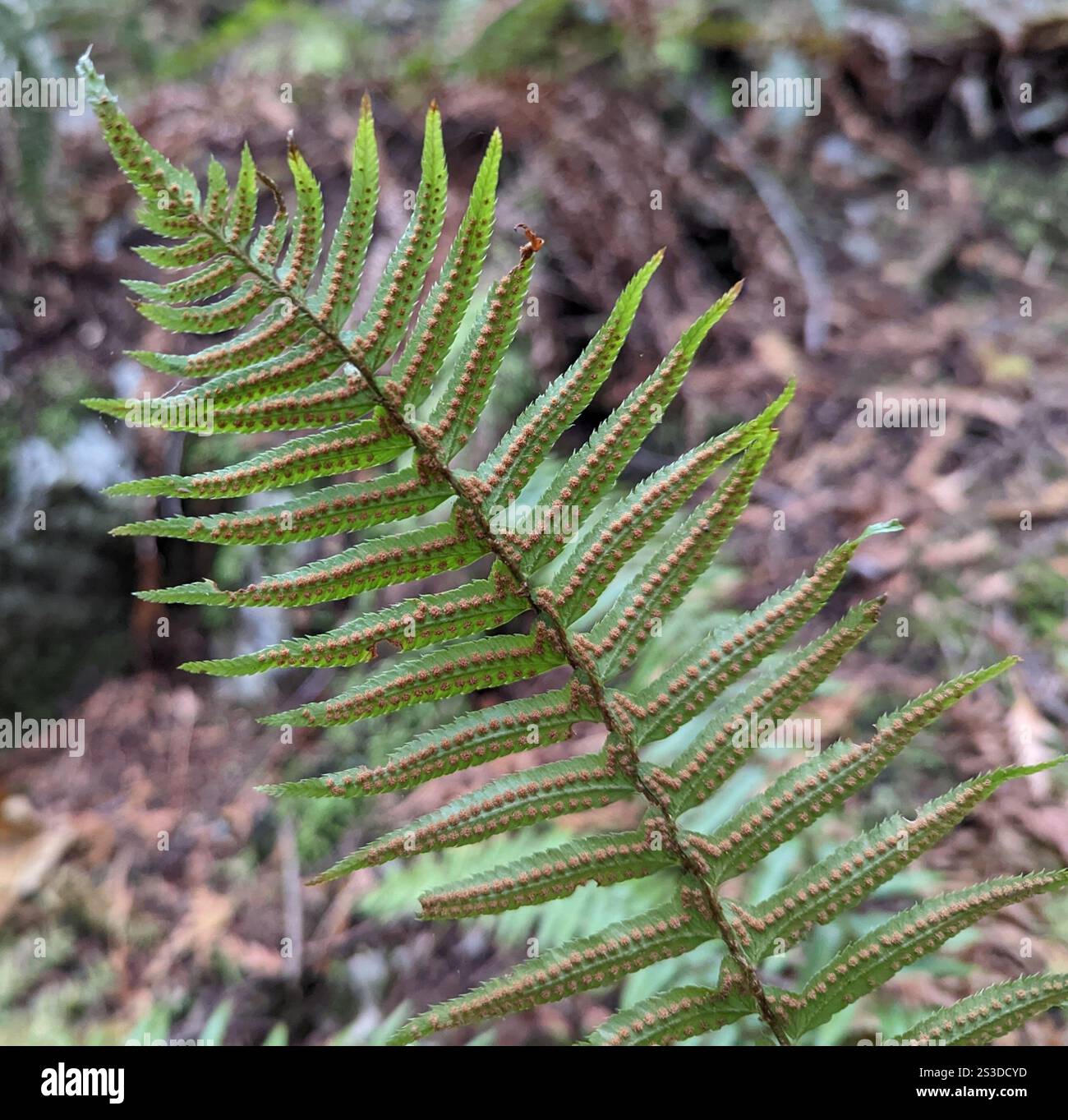 western sword fern (Polystichum munitum Stock Photo - Alamy