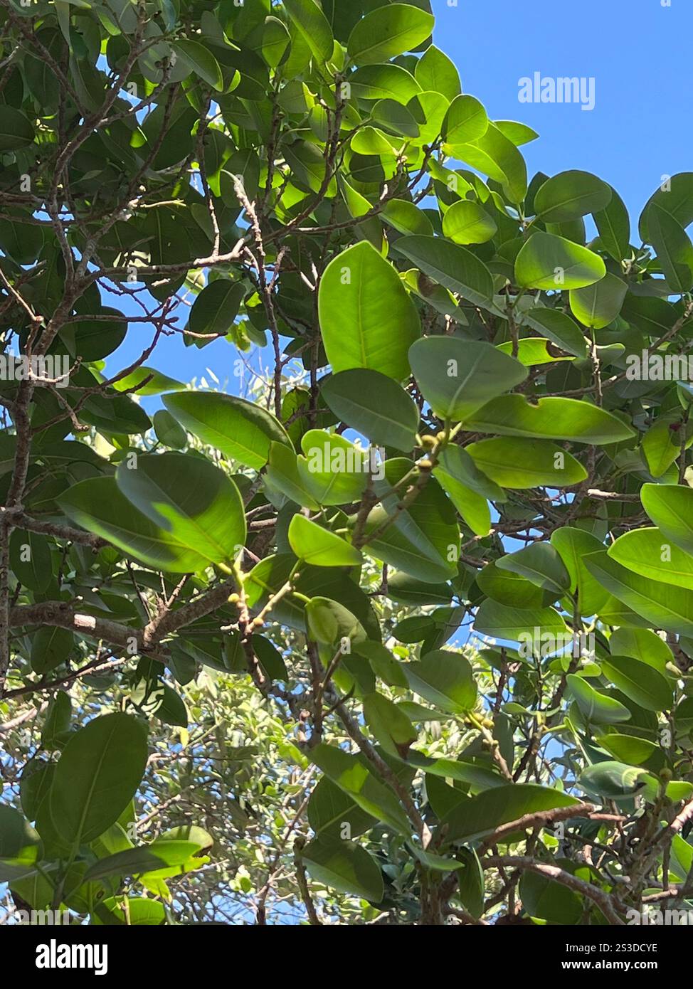Florida Strangler Fig (Ficus aurea Stock Photo - Alamy