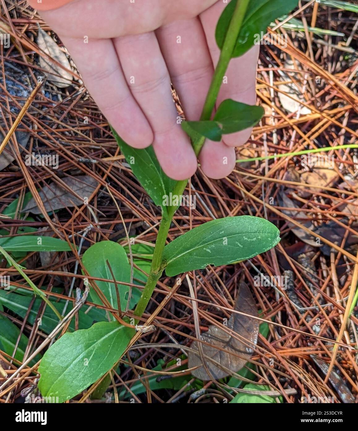 Vanillaleaf (Carphephorus odoratissimus Stock Photo - Alamy