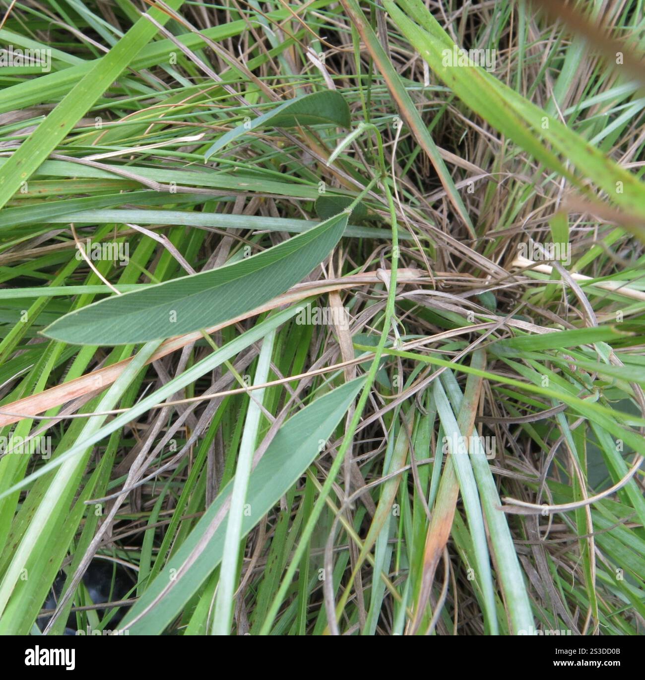 Orange Hoarypea (Tephrosia elongata Stock Photo - Alamy