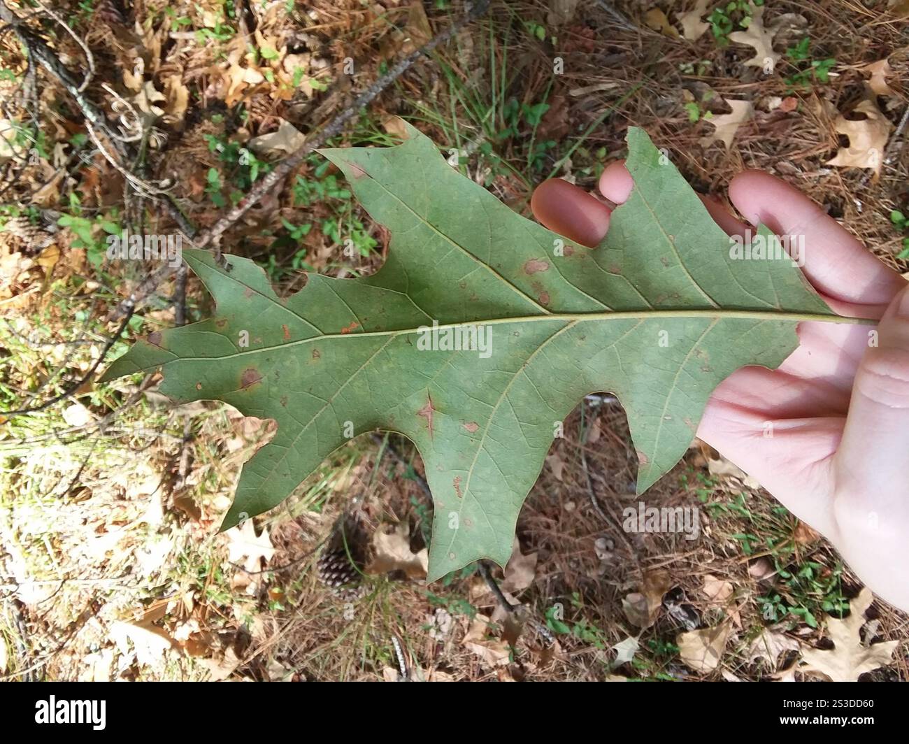 cherrybark oak (Quercus pagoda Stock Photo - Alamy